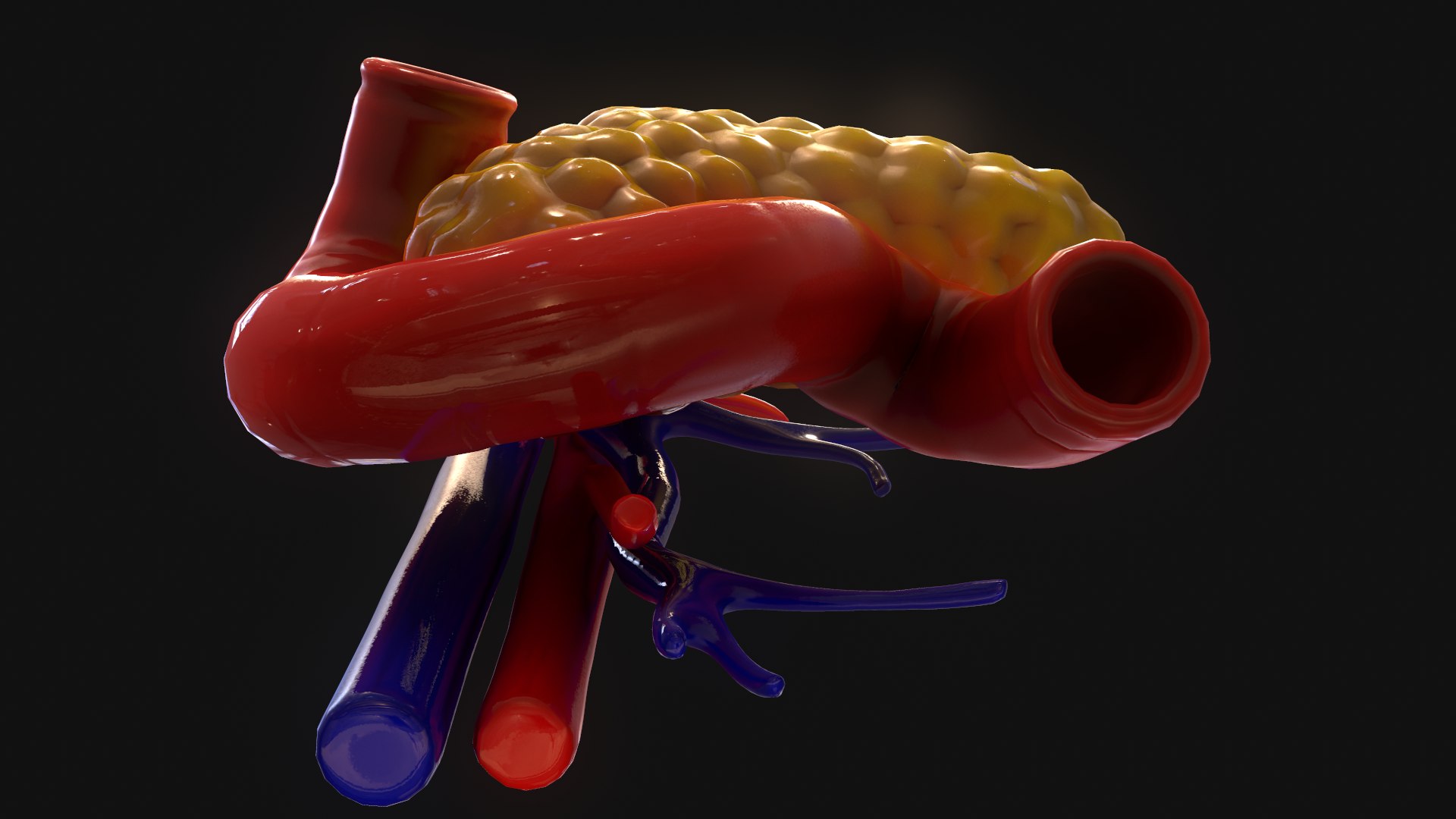 3D Modeled Pancreas Human Model - TurboSquid 1468534