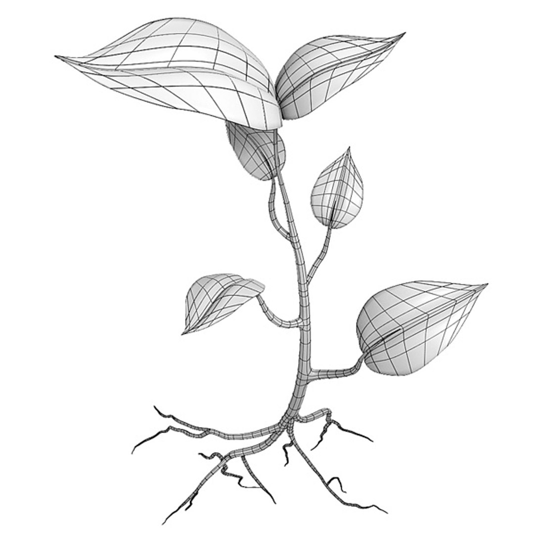 Small Plant 3d Model