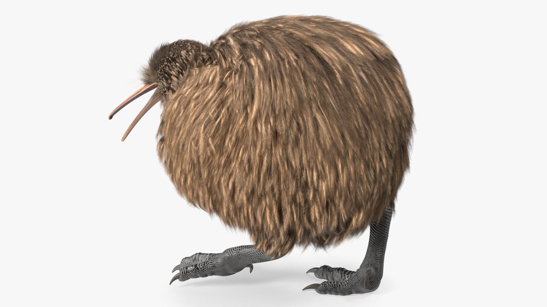 3D Model Kiwi Bird Walk Pose Fur - TurboSquid 2104094