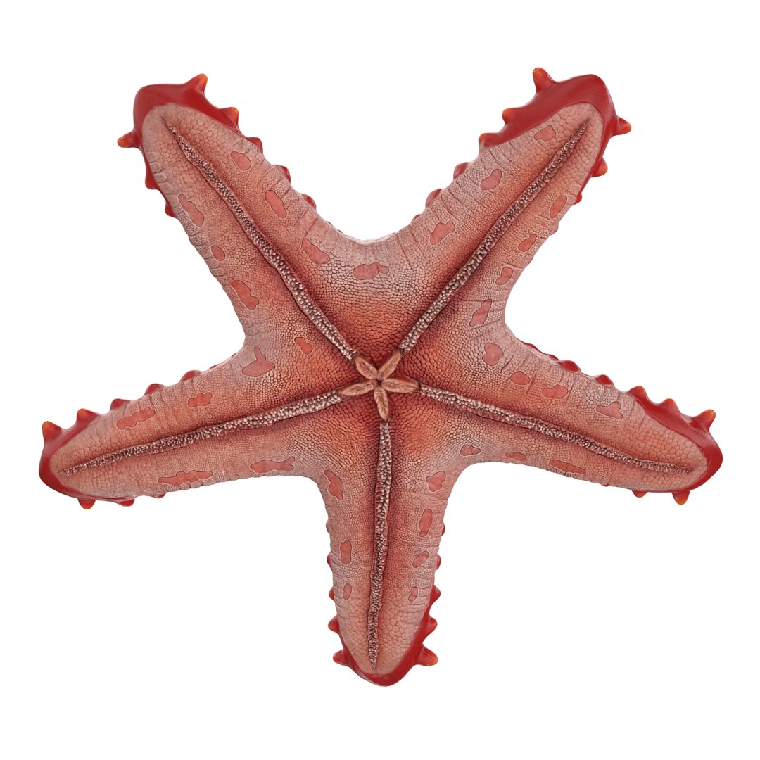3d red knobbed starfish rigged