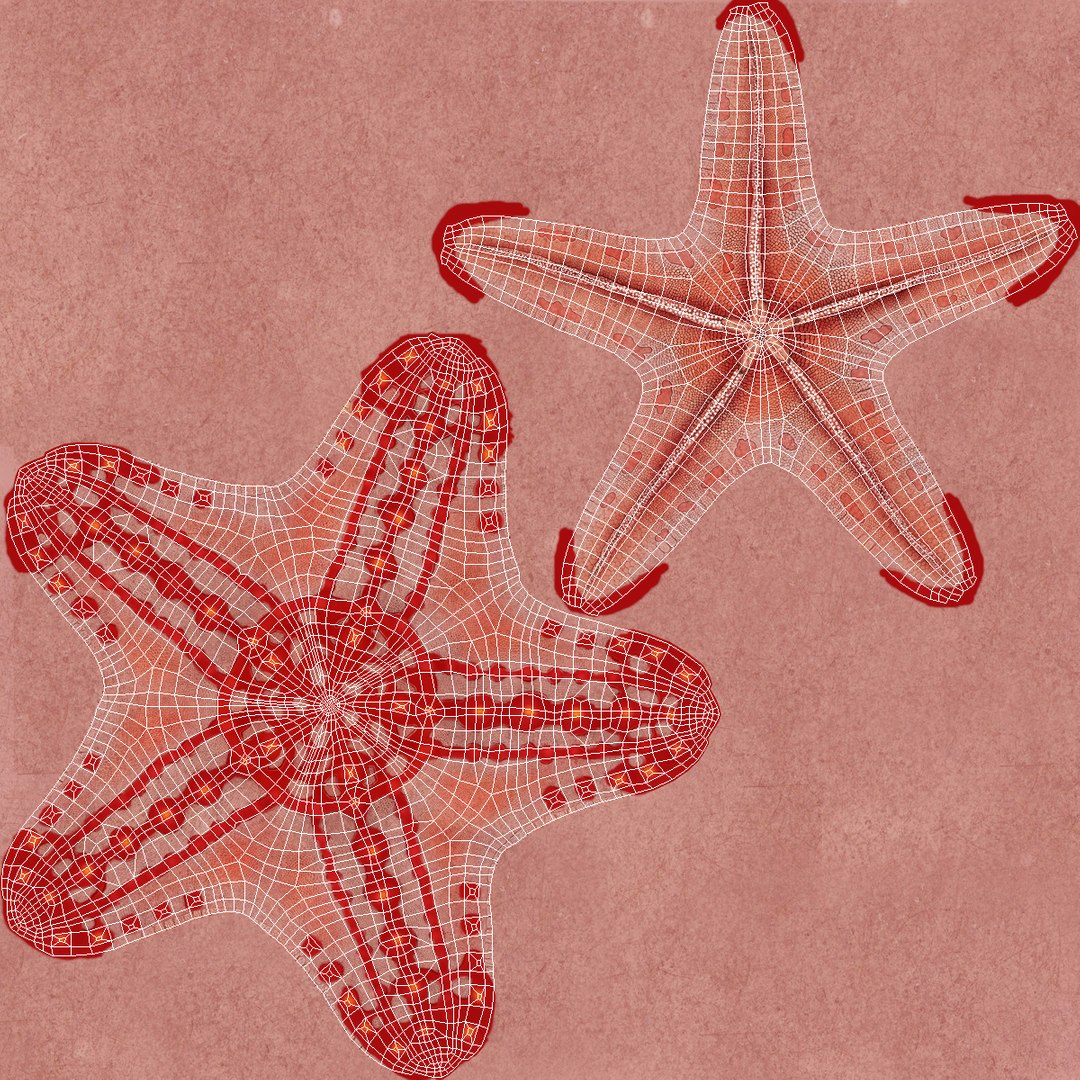 3d red knobbed starfish rigged