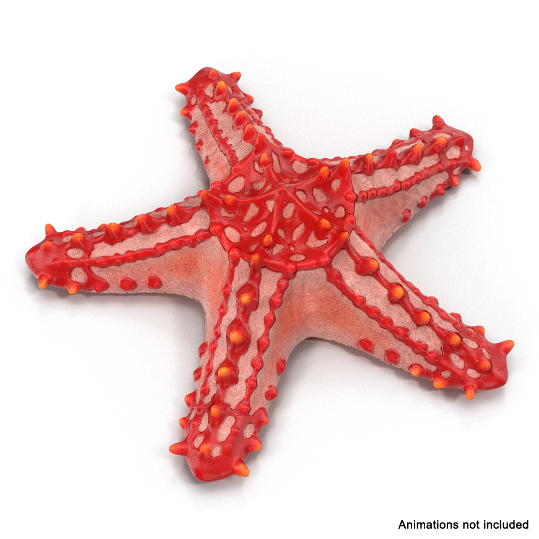 3d Red Knobbed Starfish Rigged