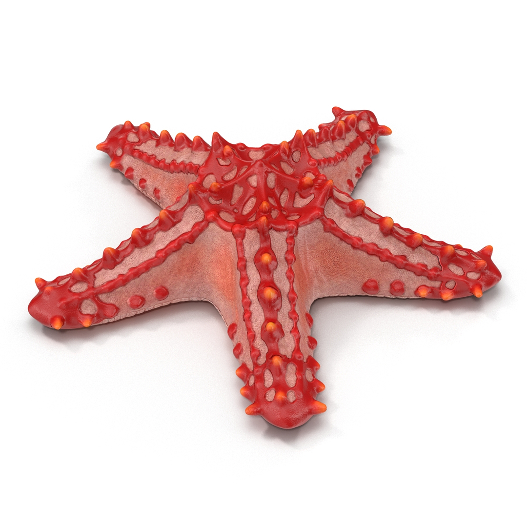 3d Red Knobbed Starfish Rigged