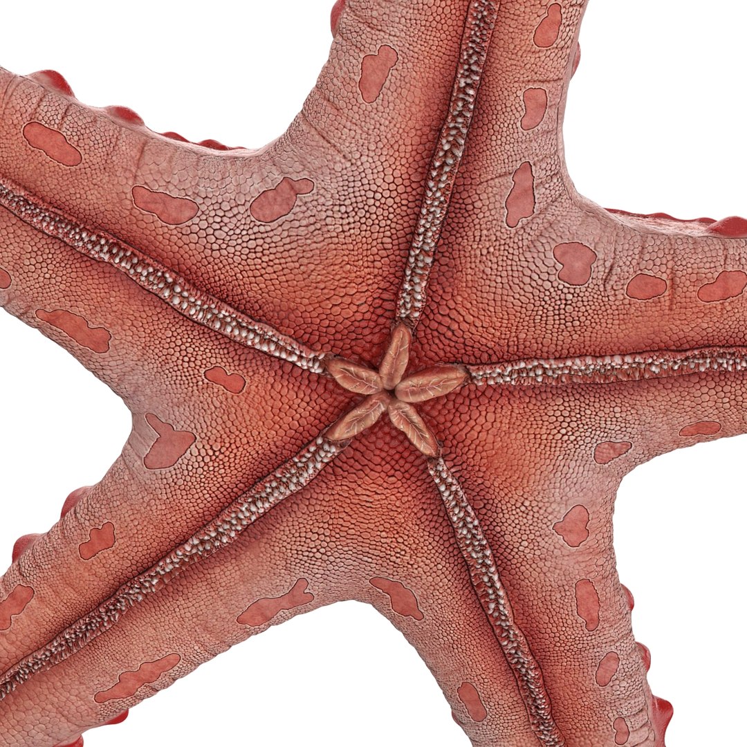 3d red knobbed starfish rigged