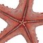 3d Red Knobbed Starfish Rigged
