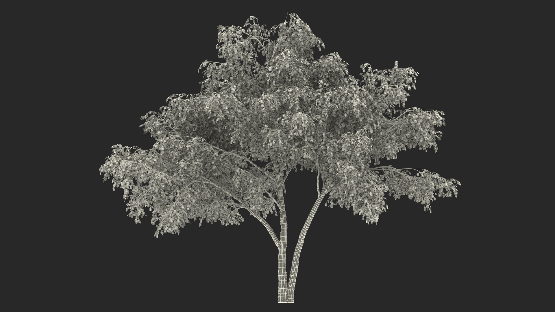 Silver Birch Green Tree 3D - TurboSquid 1788498