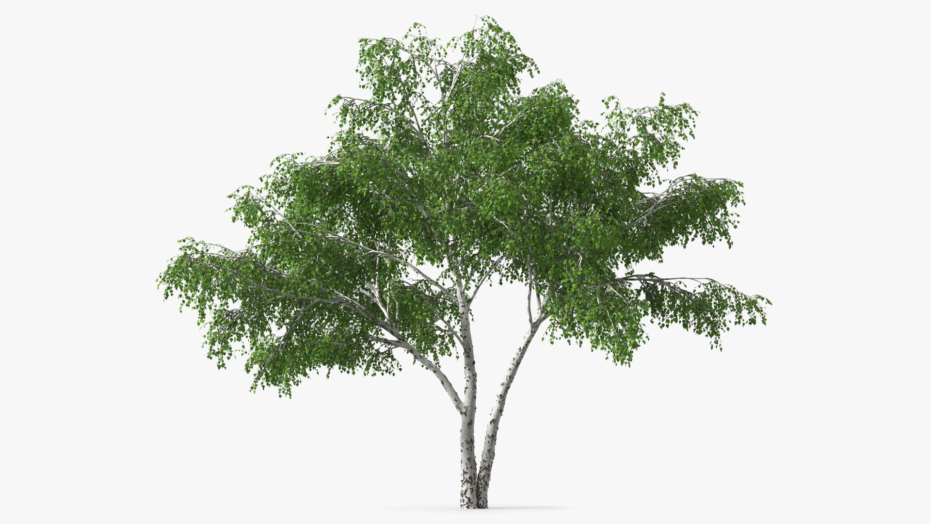 Silver Birch Green Tree 3D - TurboSquid 1788498
