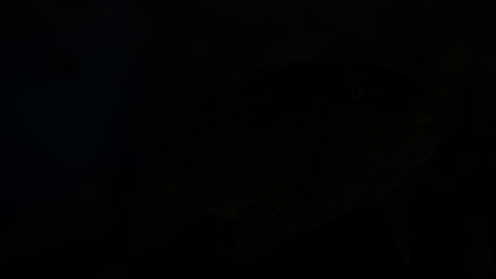 Fantasy Fish 05 - Aqua Life - Water Underwater Creature - 33 3D ...