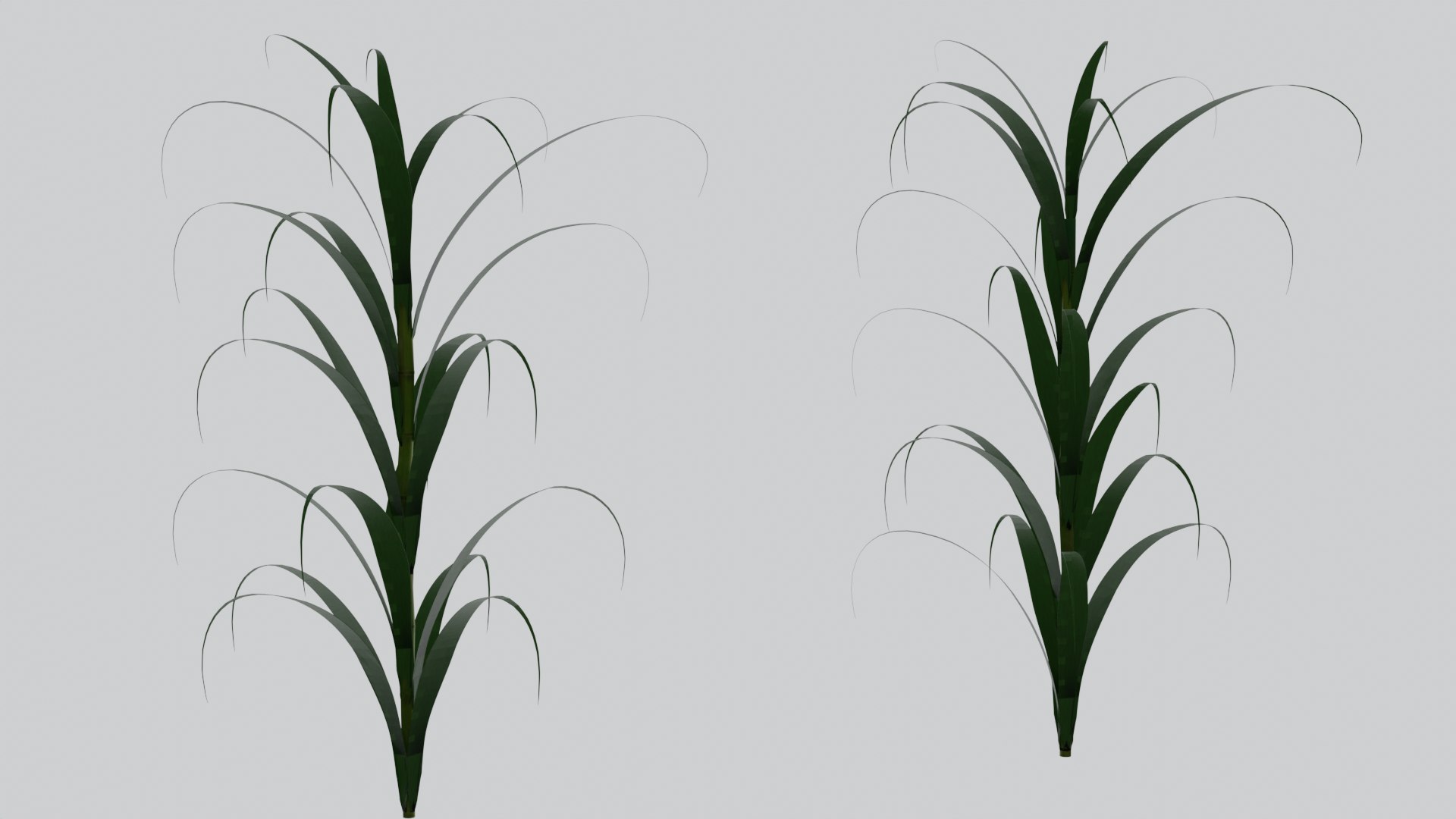 3D Sugarcane - TurboSquid 1954241