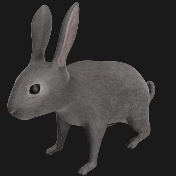 Fully rigged low poly Squirrel 3D model - TurboSquid 1760795
