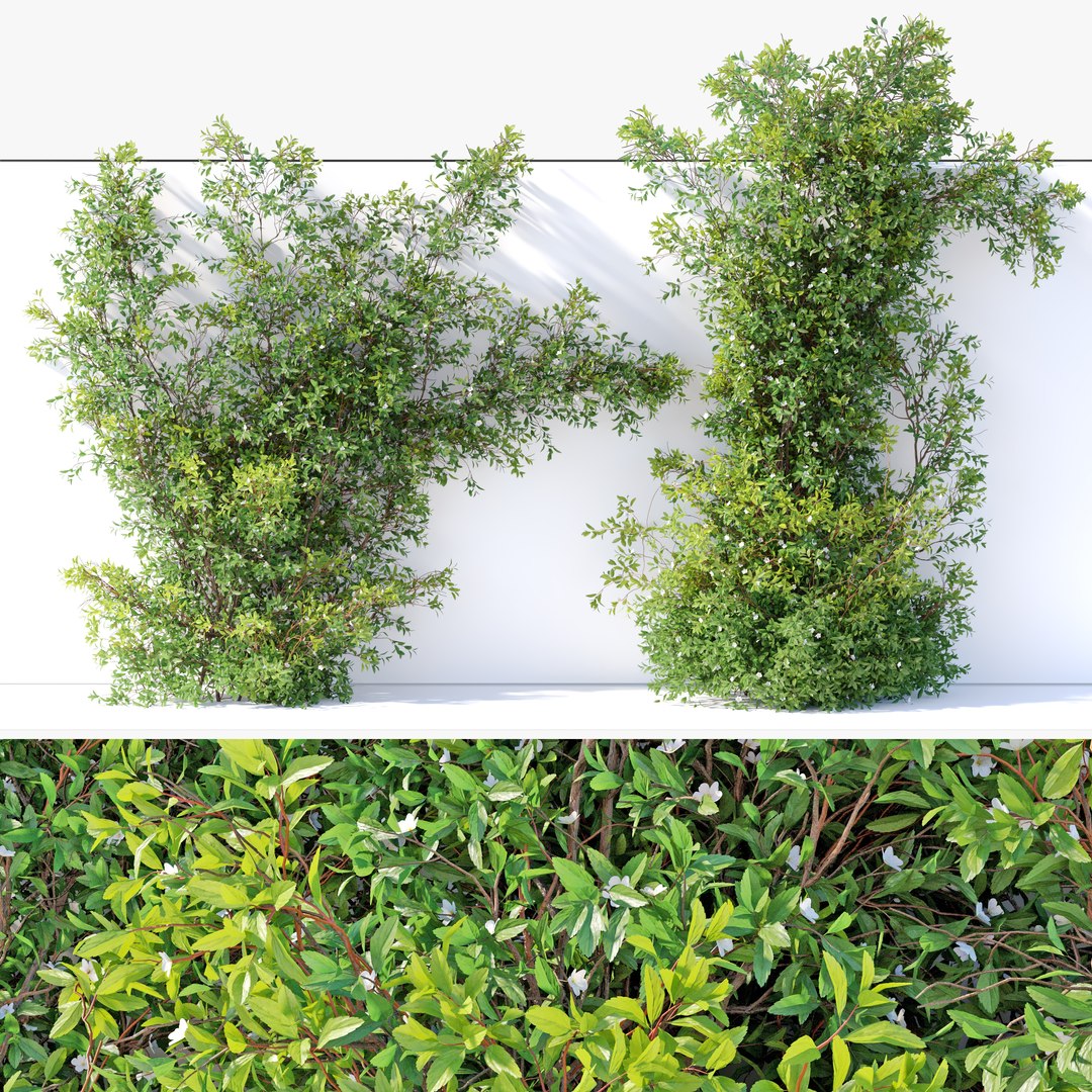 Vine plant 07 model - TurboSquid 1936895