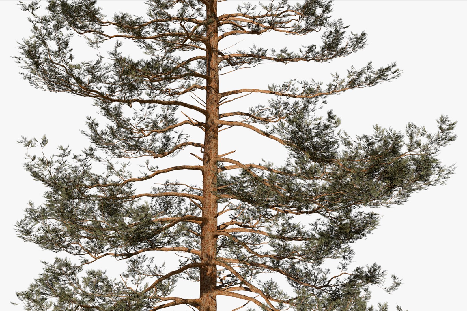 Pine Tree Pack Vol 3D - TurboSquid 1371675