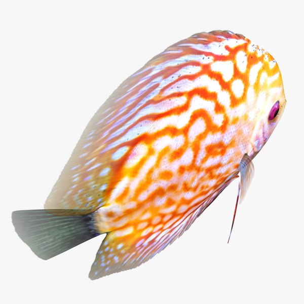 modelo 3d Discus Fish 2 Animated - TurboSquid 1285771