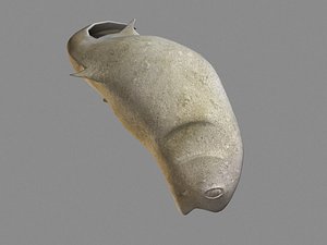 Free 3D Fish Models - Available For Download On TurboSquid