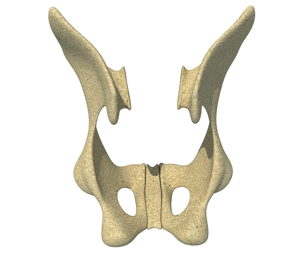 3D Animal Pelvis - TurboSquid 1177950