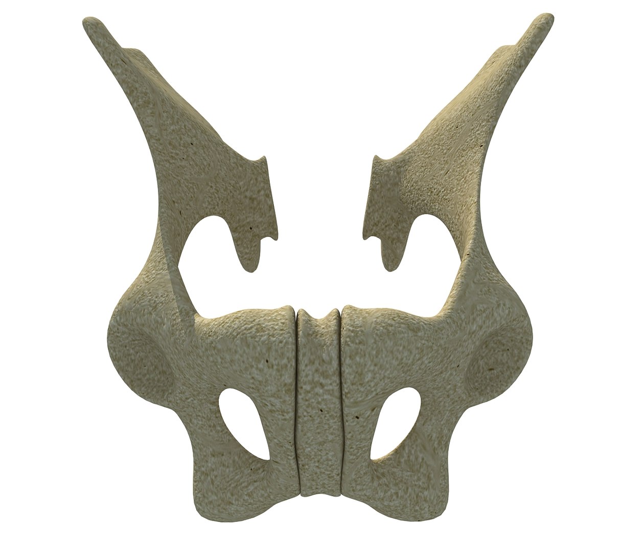3D Animal Pelvis - TurboSquid 1177950
