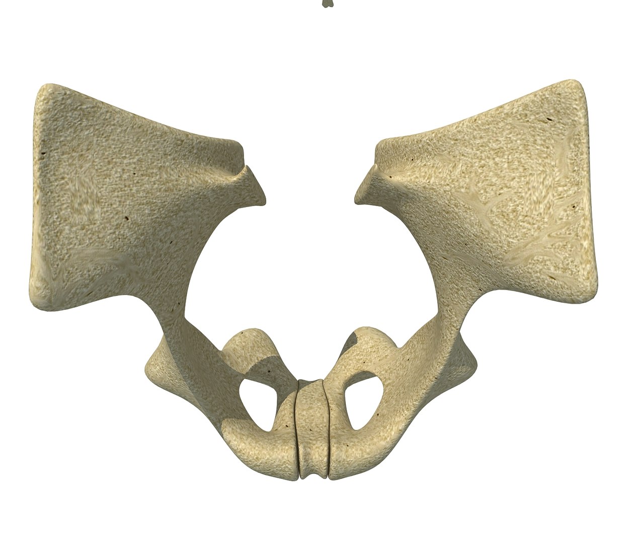 3D Animal Pelvis - TurboSquid 1177950