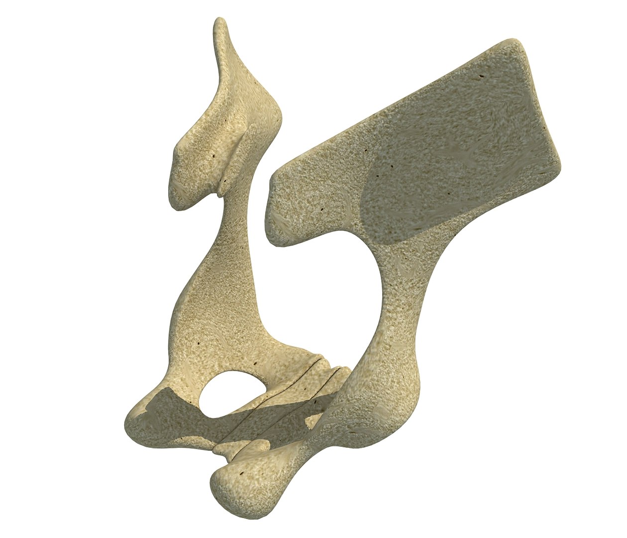 3D Animal Pelvis - TurboSquid 1177950