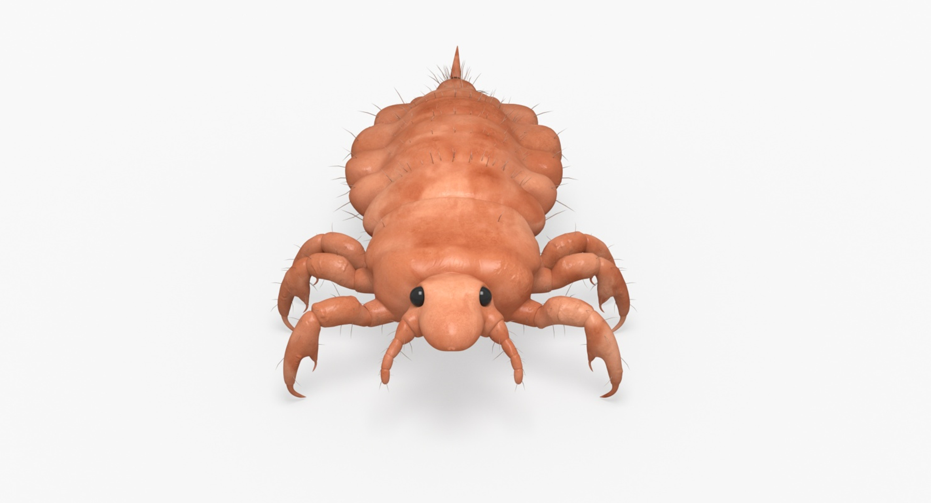 Head Louse 3D Model - TurboSquid 1355517