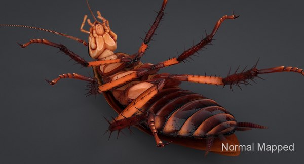 3D model realistic cockroach - TurboSquid 1321955
