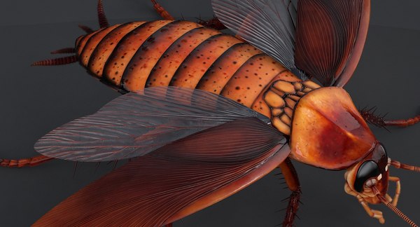 3D model realistic cockroach - TurboSquid 1321955