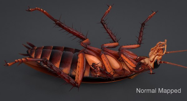 3D model realistic cockroach - TurboSquid 1321955