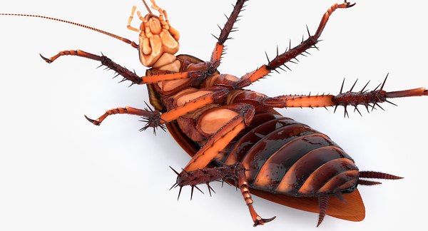 3D model realistic cockroach - TurboSquid 1321955