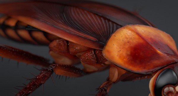 3D model realistic cockroach - TurboSquid 1321955