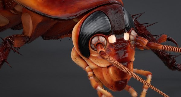 3D model realistic cockroach - TurboSquid 1321955