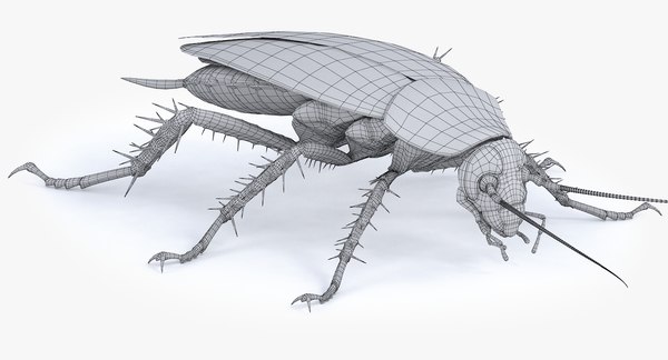 3D model realistic cockroach - TurboSquid 1321955