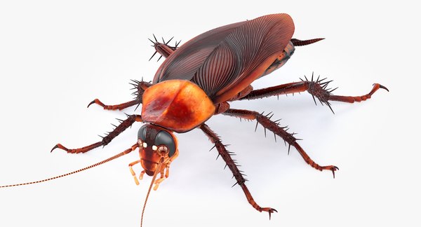 3D model realistic cockroach - TurboSquid 1321955