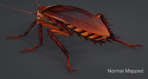 3D model realistic cockroach - TurboSquid 1321955