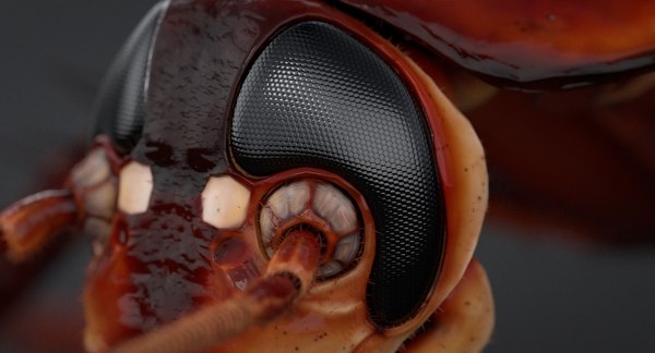 3D model realistic cockroach - TurboSquid 1321955