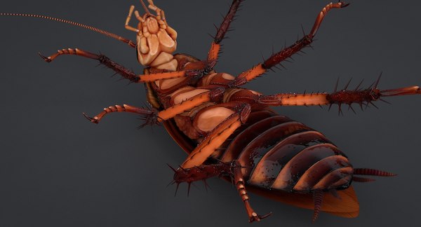3D model realistic cockroach - TurboSquid 1321955