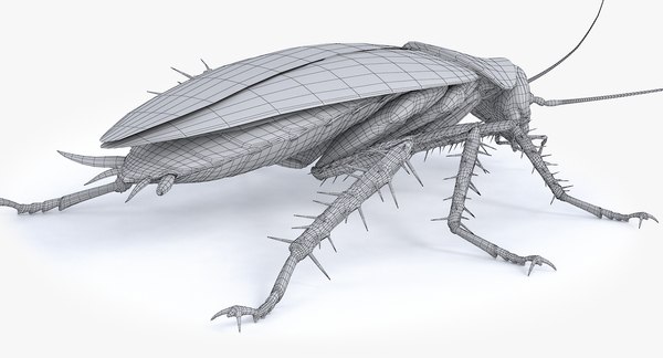 3D model realistic cockroach - TurboSquid 1321955