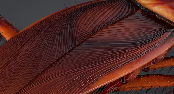 3D model realistic cockroach - TurboSquid 1321955