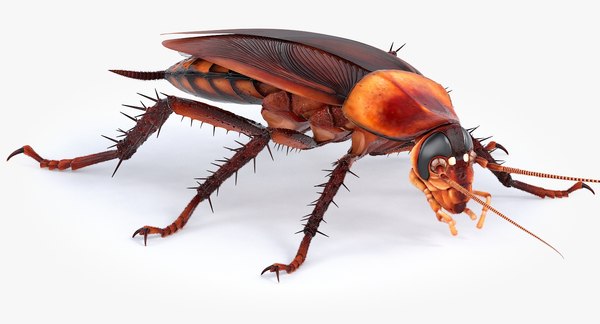 リアルなアメリカンゴキブリ3Dモデル - TurboSquid 1321955