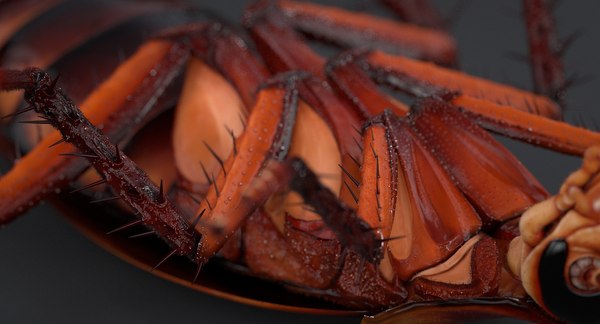 3D model realistic cockroach - TurboSquid 1321955
