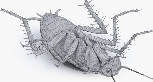 3D model realistic cockroach - TurboSquid 1321955