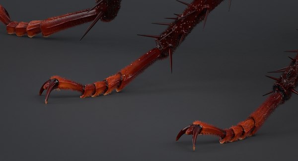 3D model realistic cockroach - TurboSquid 1321955