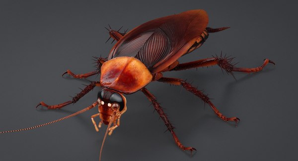 3D model realistic cockroach - TurboSquid 1321955