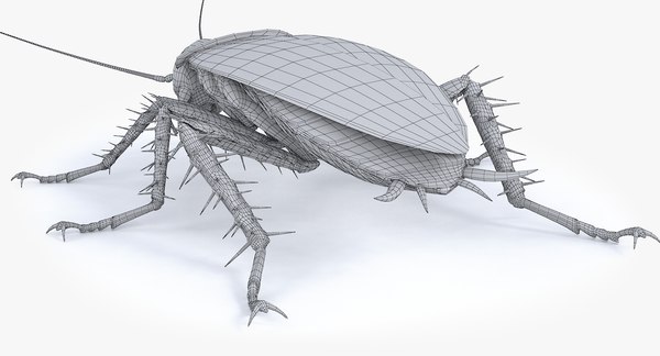 3D model realistic cockroach - TurboSquid 1321955