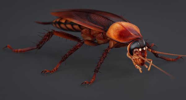 3D model realistic cockroach - TurboSquid 1321955