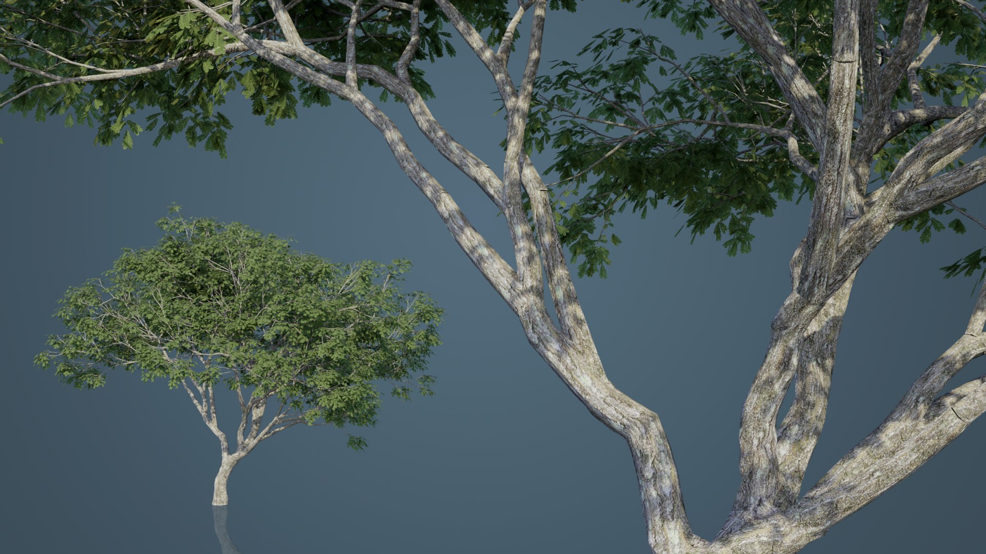 Rain Trees Pack 3D Model - TurboSquid 1797184