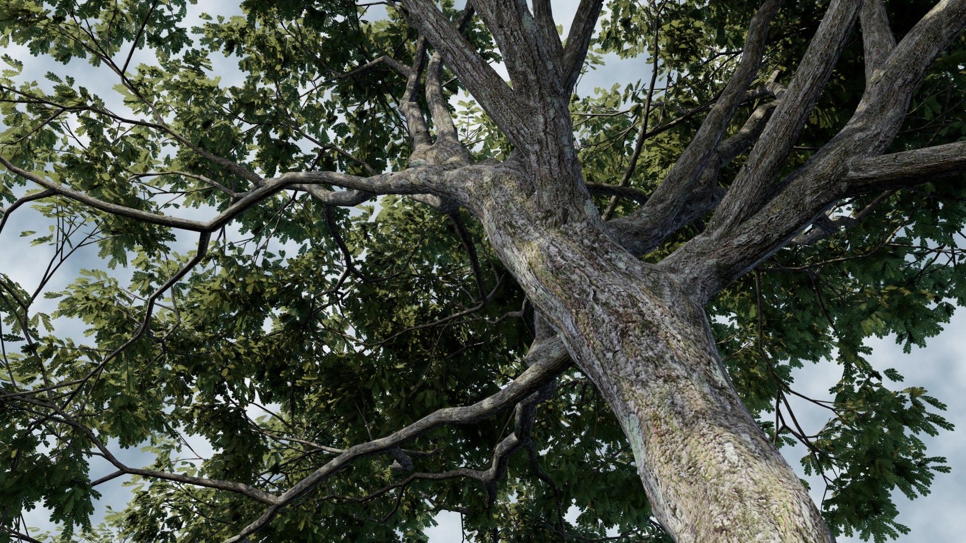 Rain Trees Pack 3D Model - TurboSquid 1797184