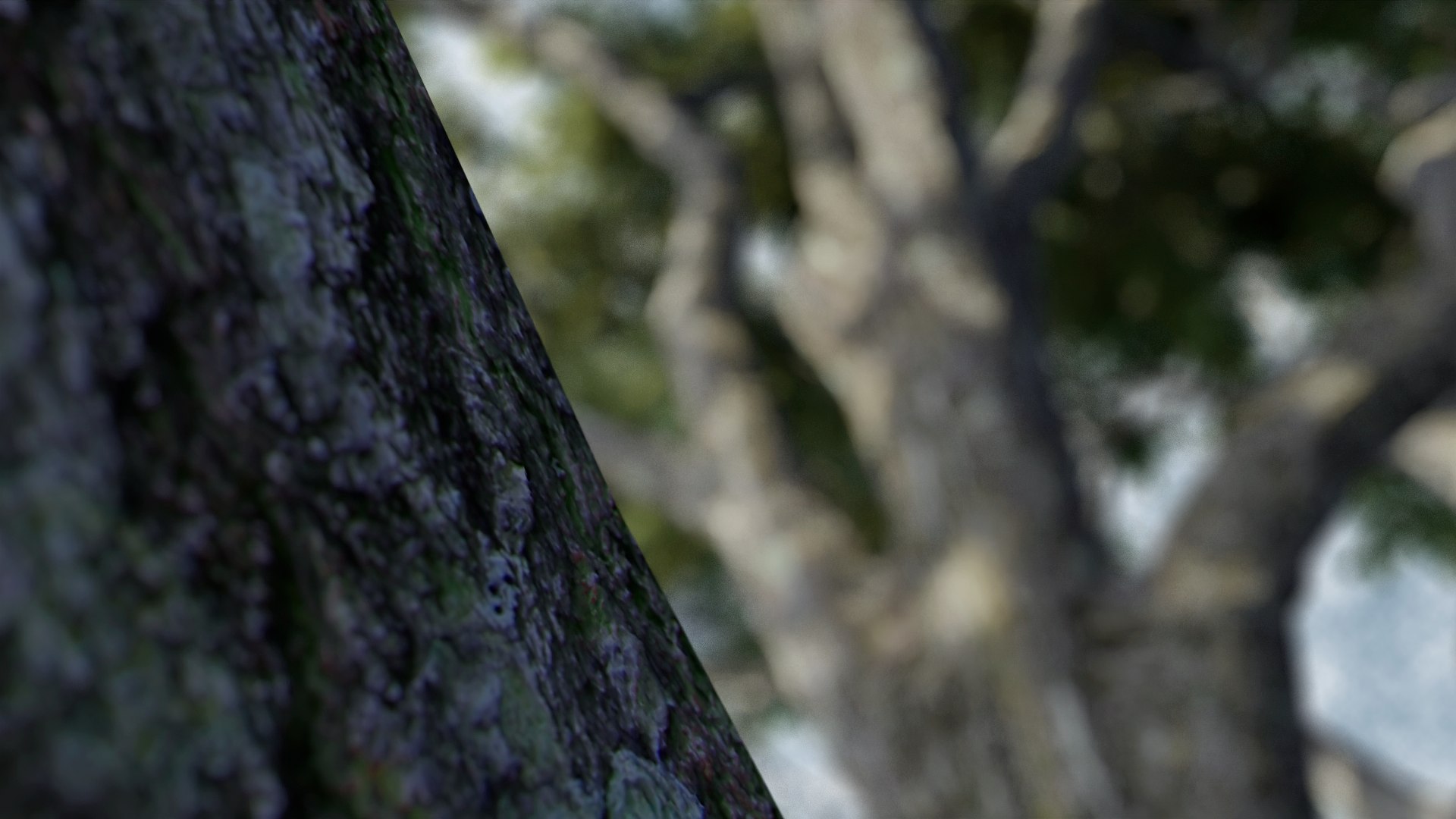 Rain Trees Pack 3D Model - TurboSquid 1797184