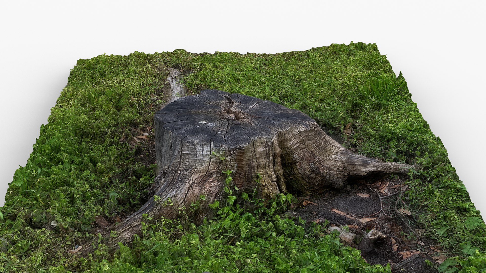 3D Model Photorealistic 3D Scan Of Tree Sawed Wood Stump - TurboSquid ...