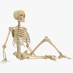 Download Free & Premium Anatomy 3D Models | TurboSquid