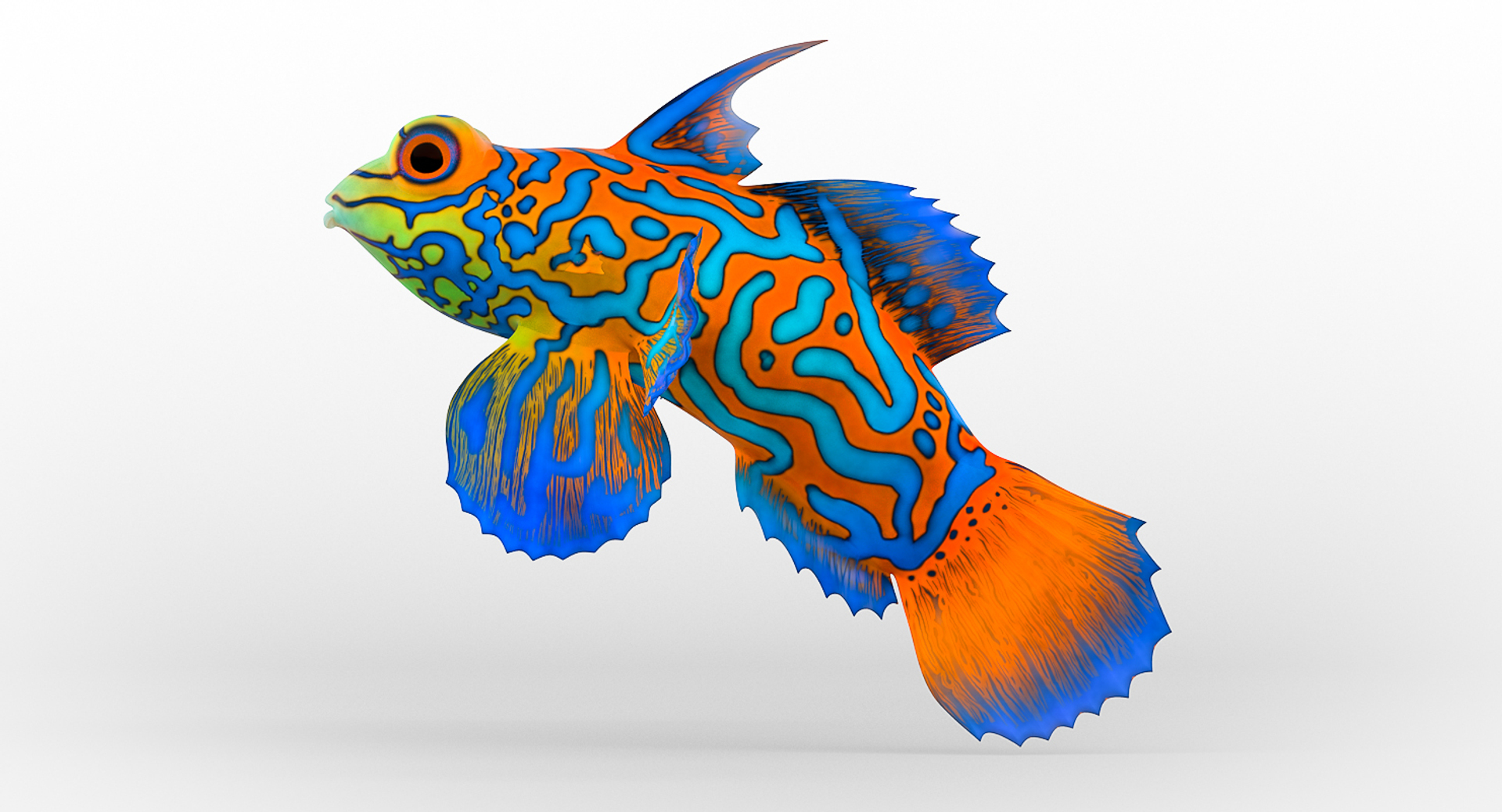 Mandarin Fish Drawing