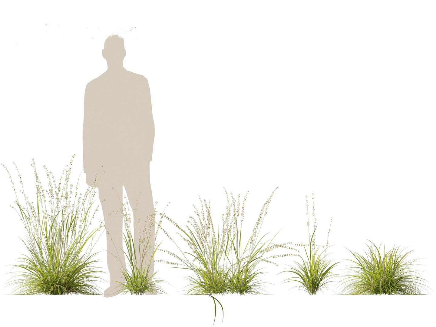 Bouteloua Curtipendula - Sideoats Grama 01 3D Model - TurboSquid 2113571